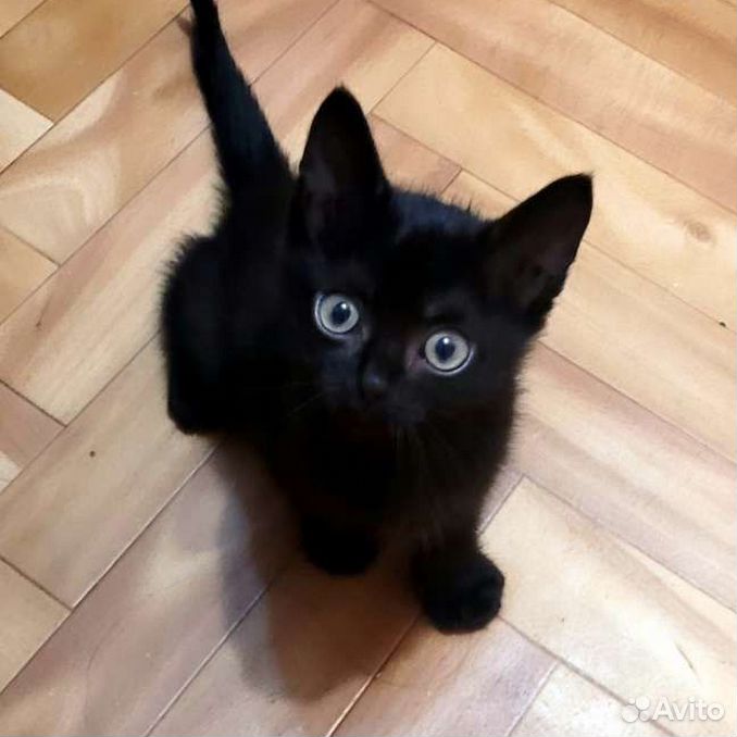 Чёрный котенок с большими глазами в добрые руки
