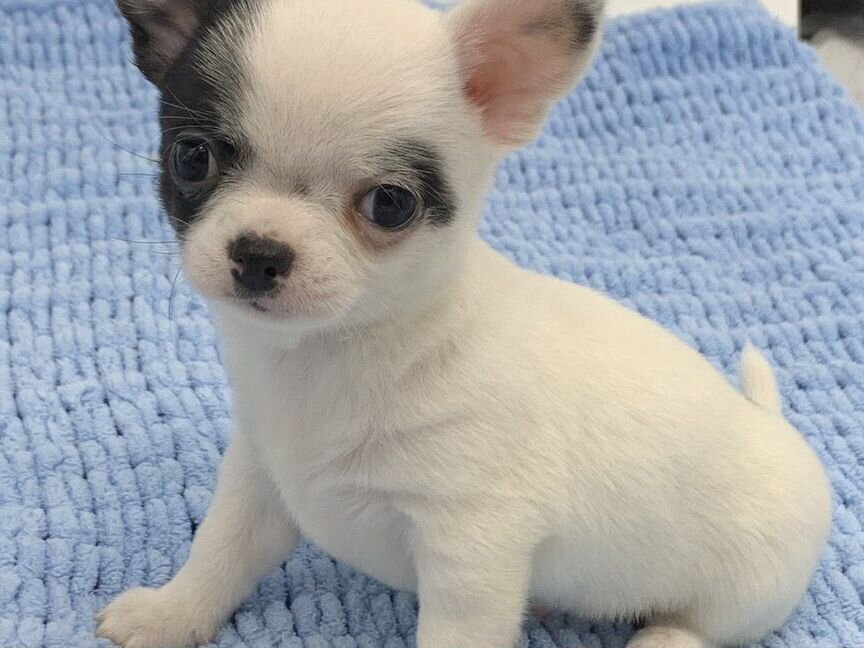 Щенки чихуахуа большой выбор