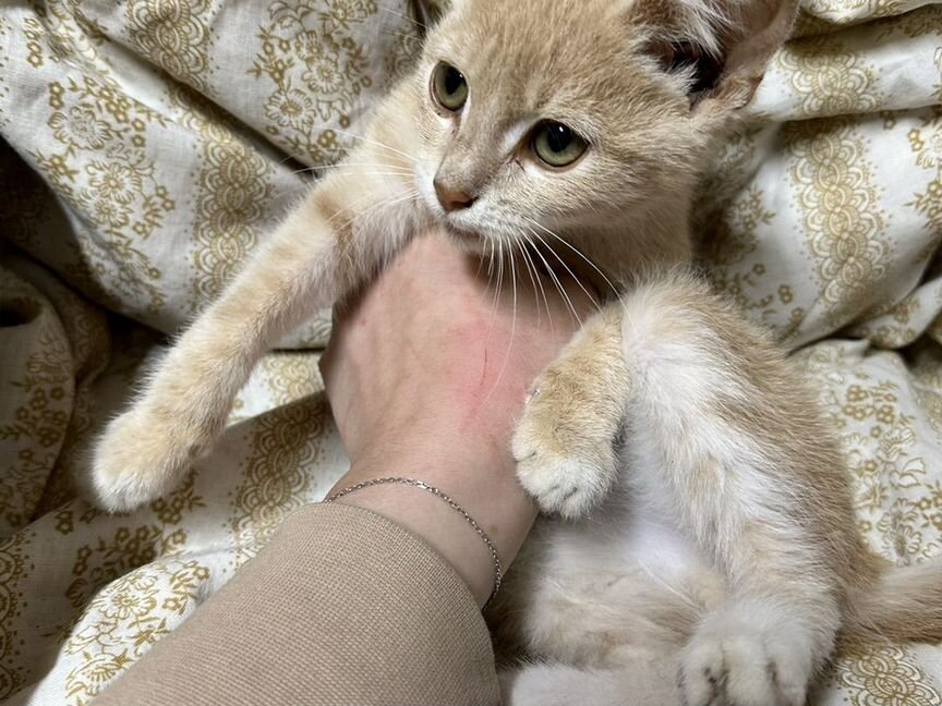 Котята в добрые руки бесплатно