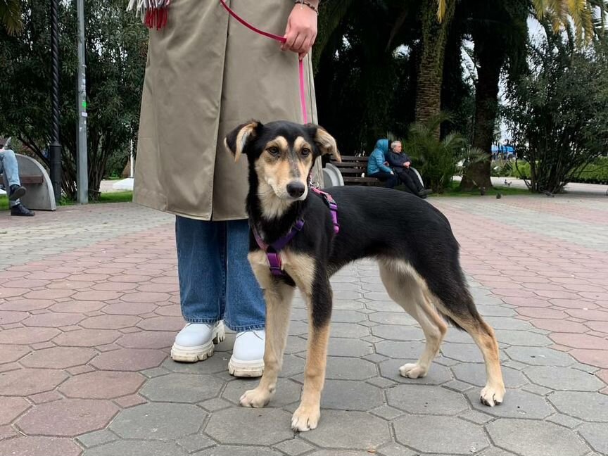 Спокойный щенок Леди в добрые руки