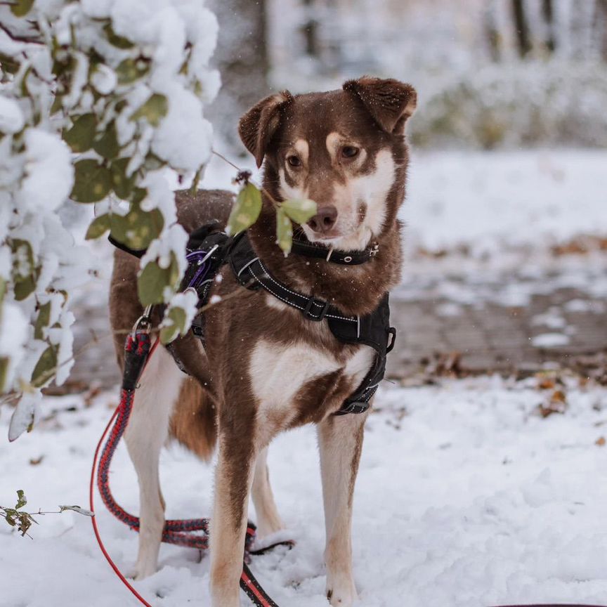 Норочка ищет семью