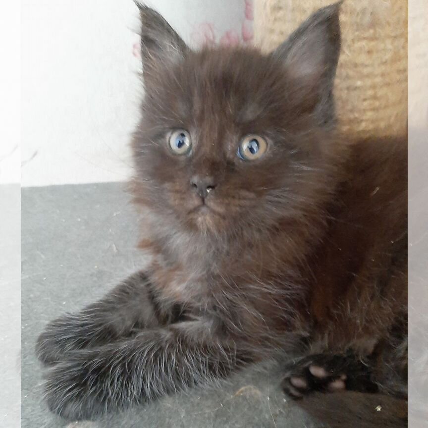 Котята мейн-кун