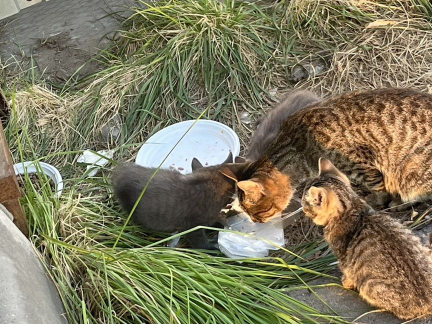 Три бездомных котенка