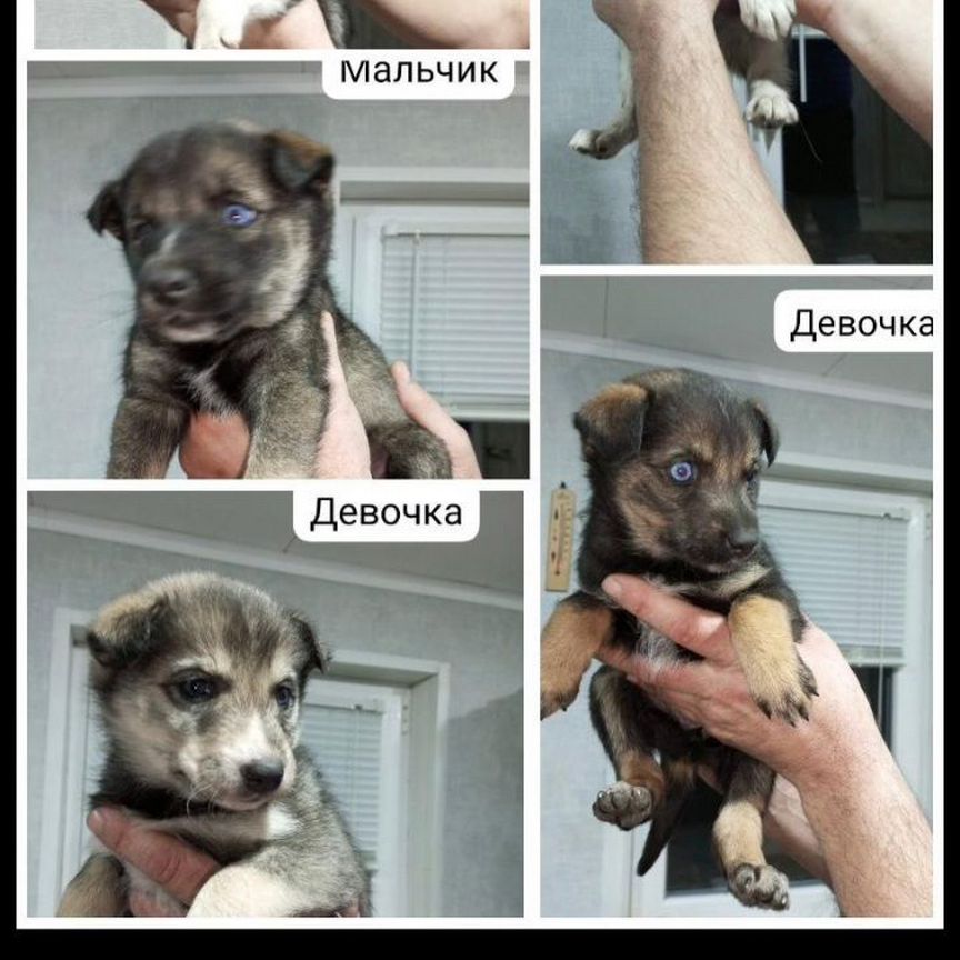 Щенята а добрые руки