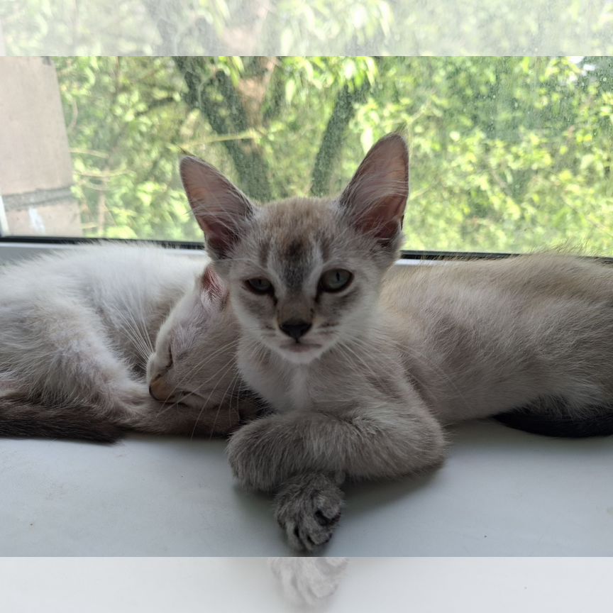 Чаузи котёнок