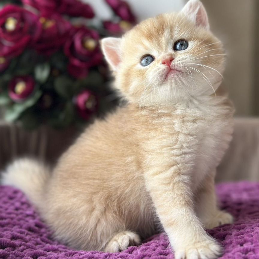 Шикарный кот шоколадная золотая шиншилла by12