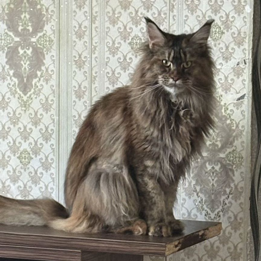 Кошка Мейн-Кун