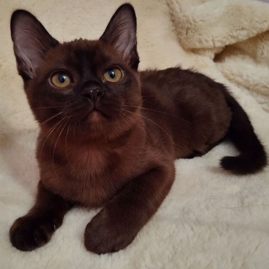 Бурма шоколад(мальчик)