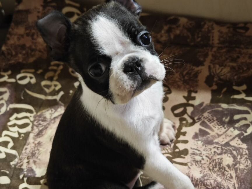 Девочка бостон терьер