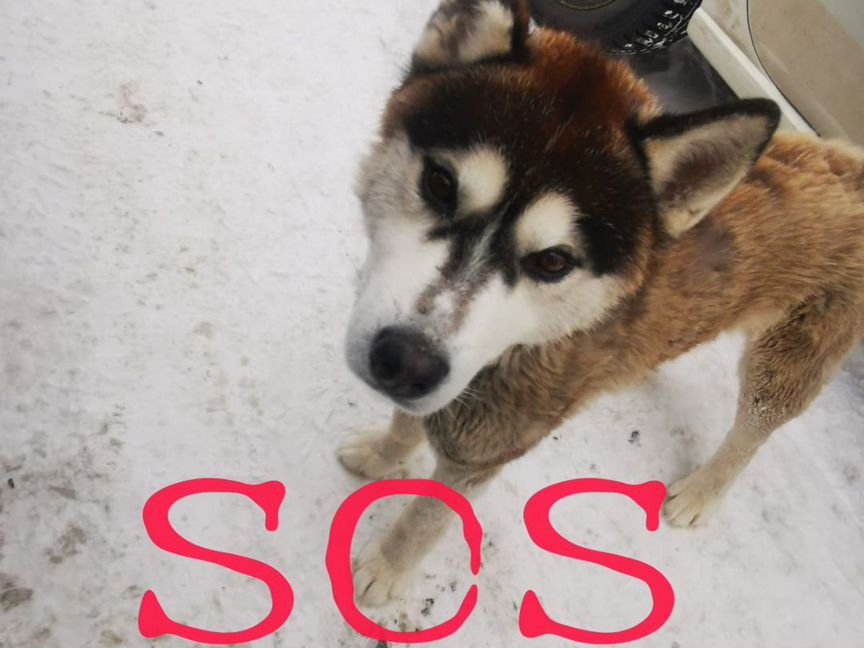 Собака хаски ищет дом