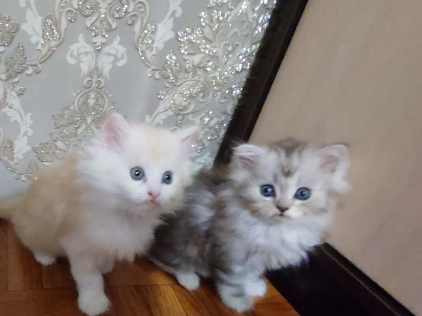 Шотландские котята