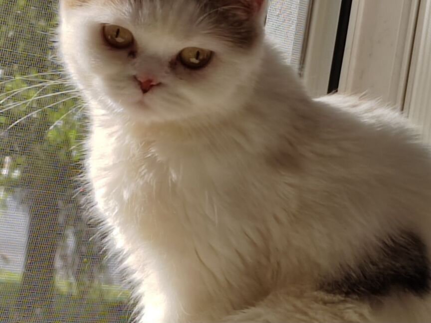 Кошка скоттиш страйт