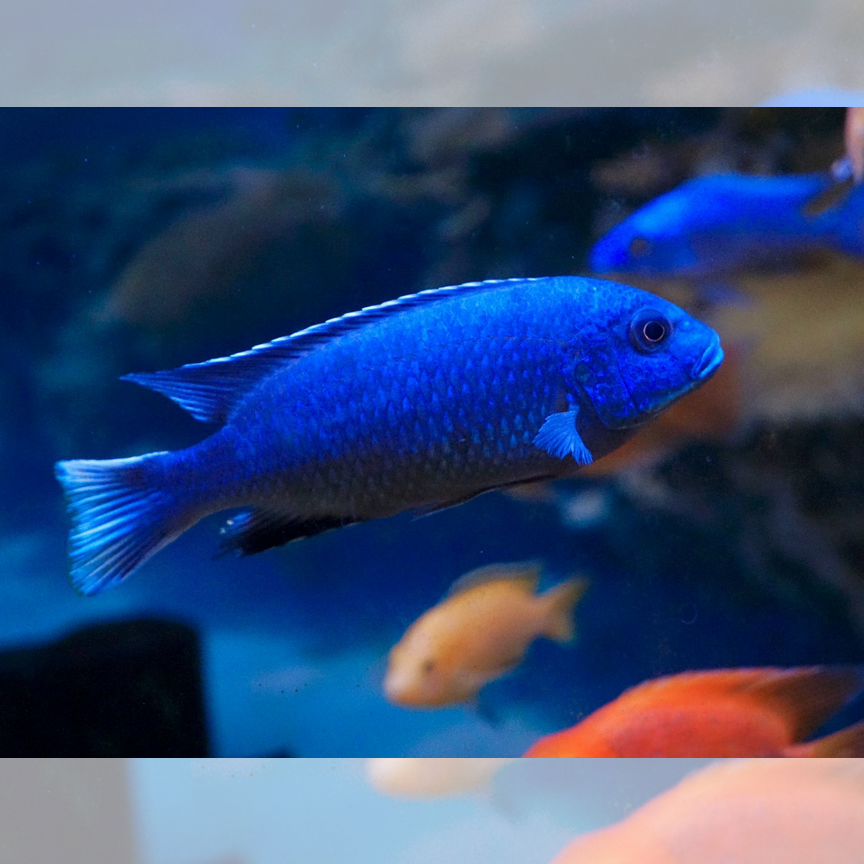 Цихлида синяя Псевдотрофеус пиндани