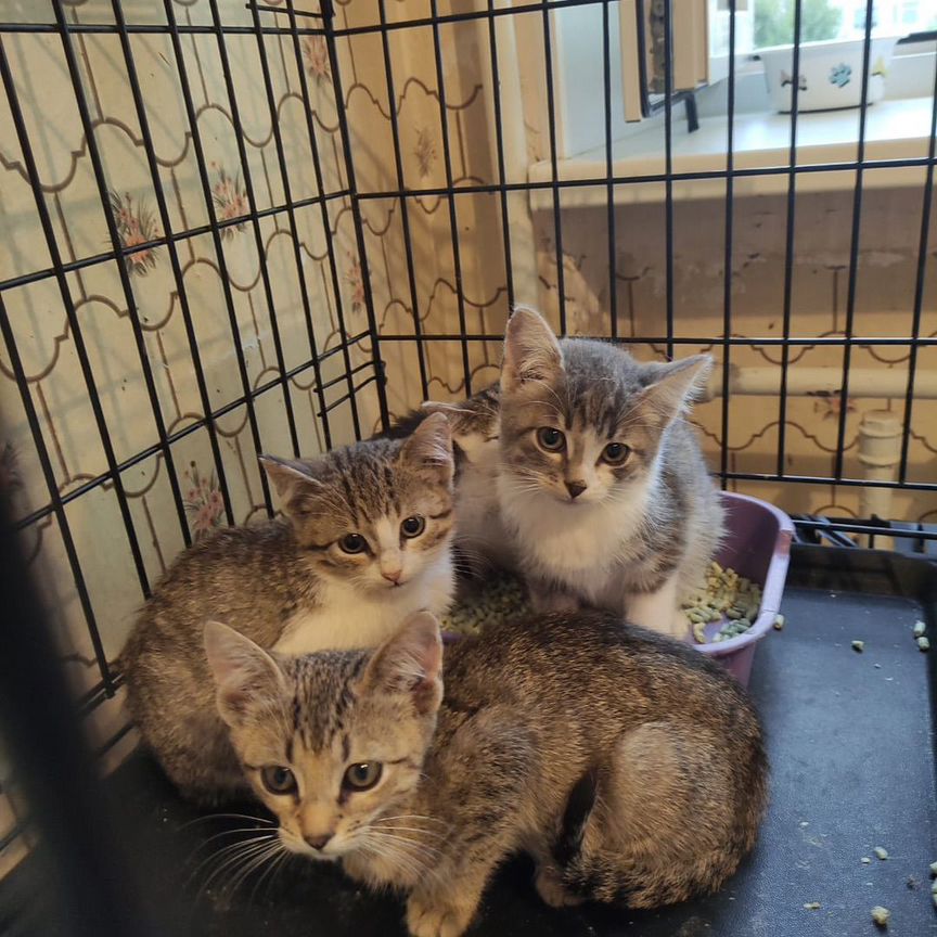 Котята