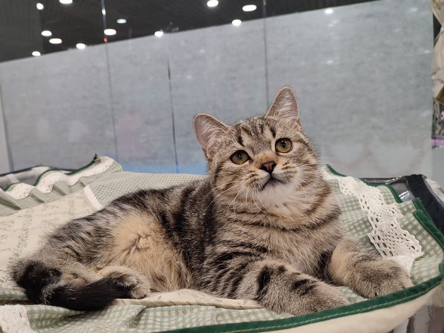 Шотландский котик прямоухий