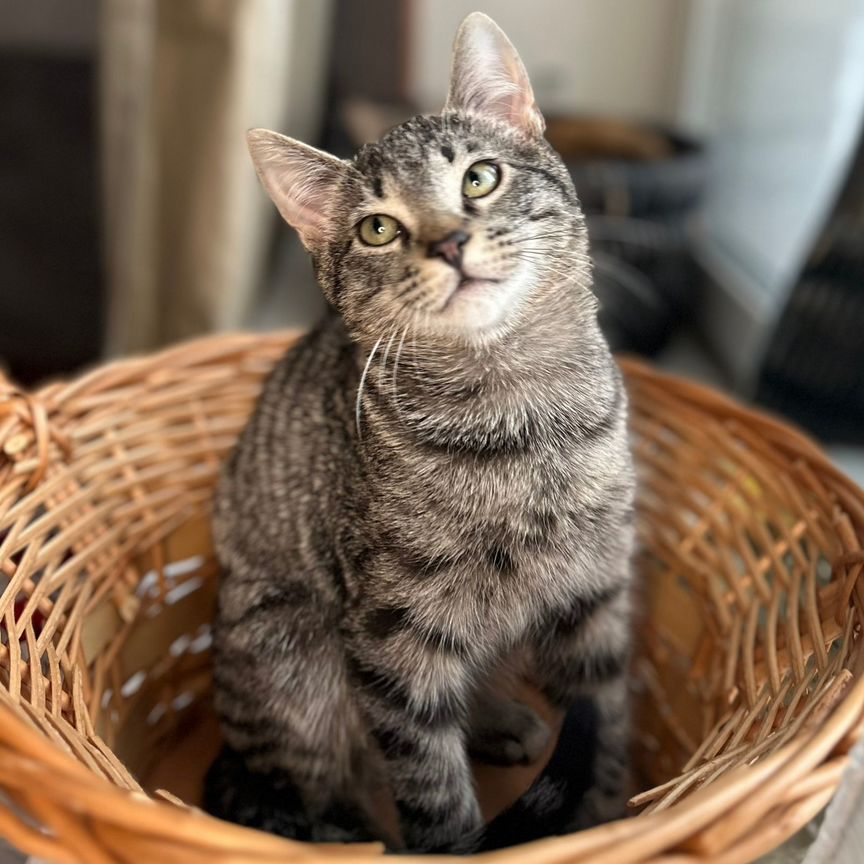 Европейский короткошёрстный котёнок