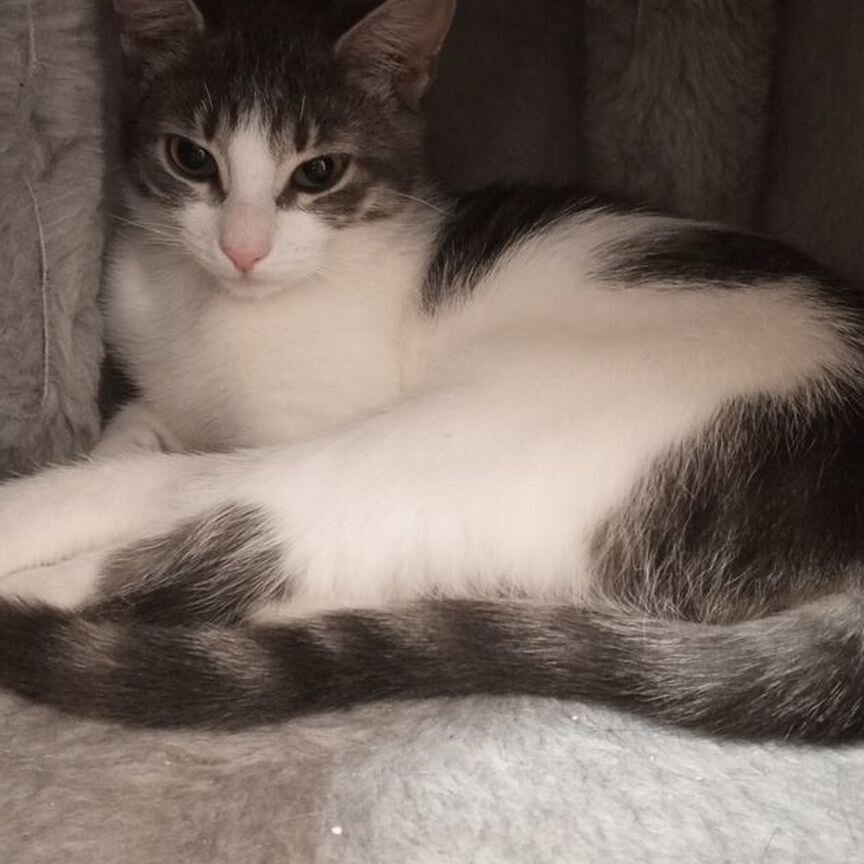 Отдадим кошечку в добрые руки