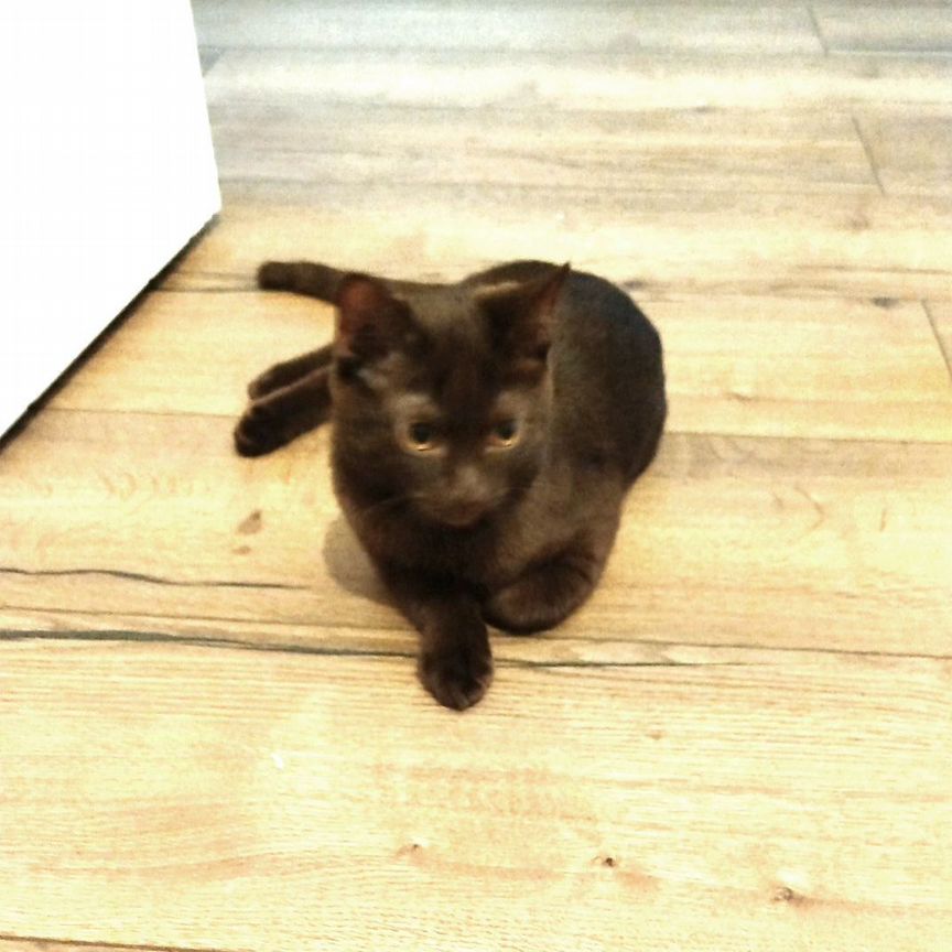 Отдам в добрые руки