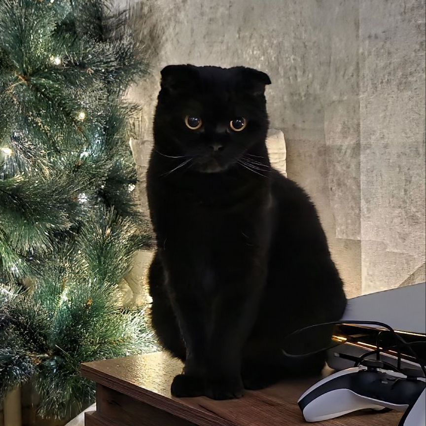 Шотландский вислоухий короткошёрстный, взрослый кот