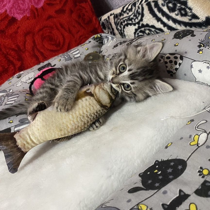 Отдам в добрые руки маленькую красотку