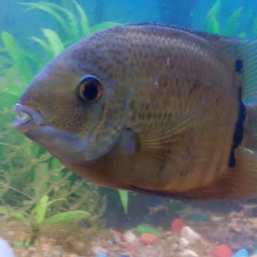 Пара зелёных северумов