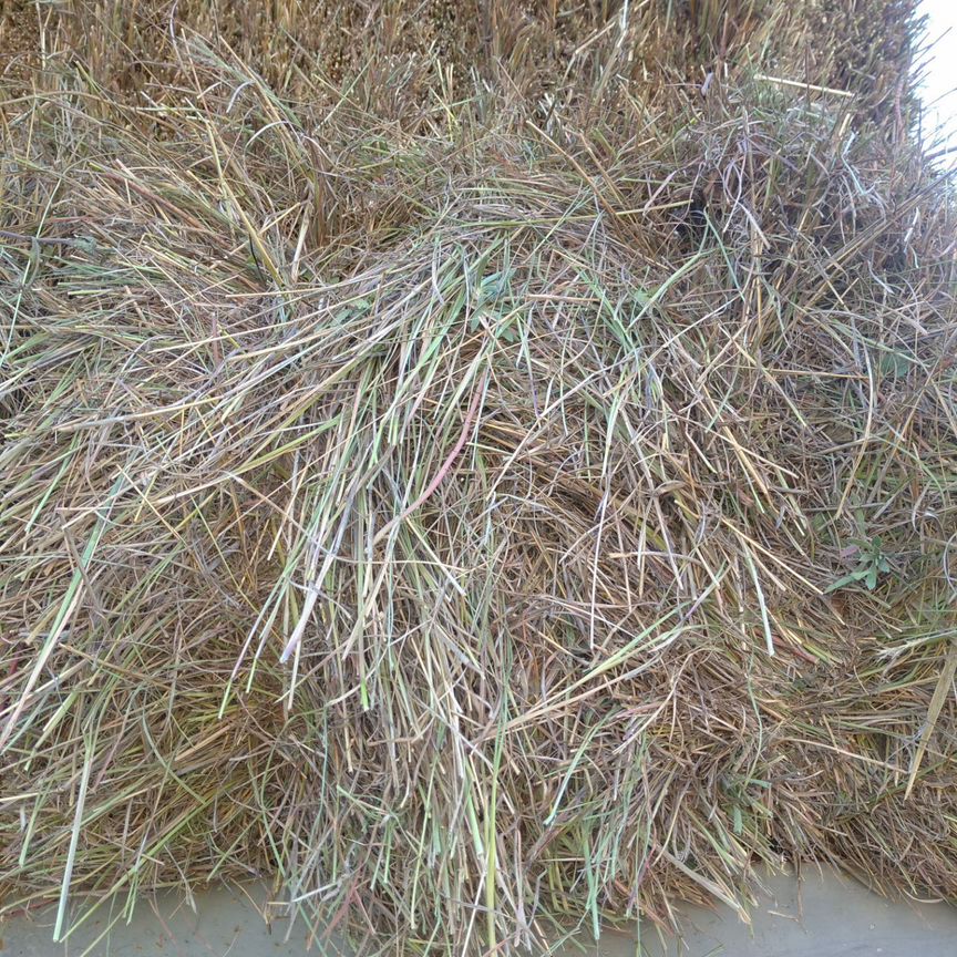 Сено пырей, есть калган