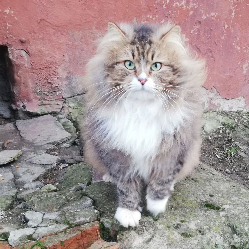 Отдам кошку в добрые руки
