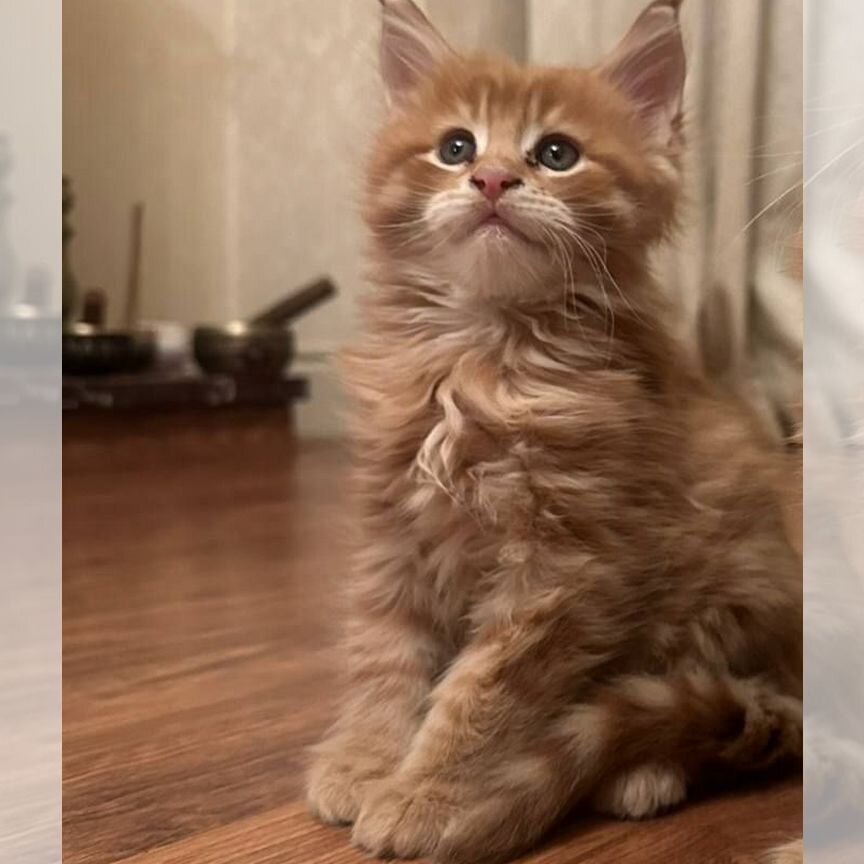 Мейн-кун котёнок