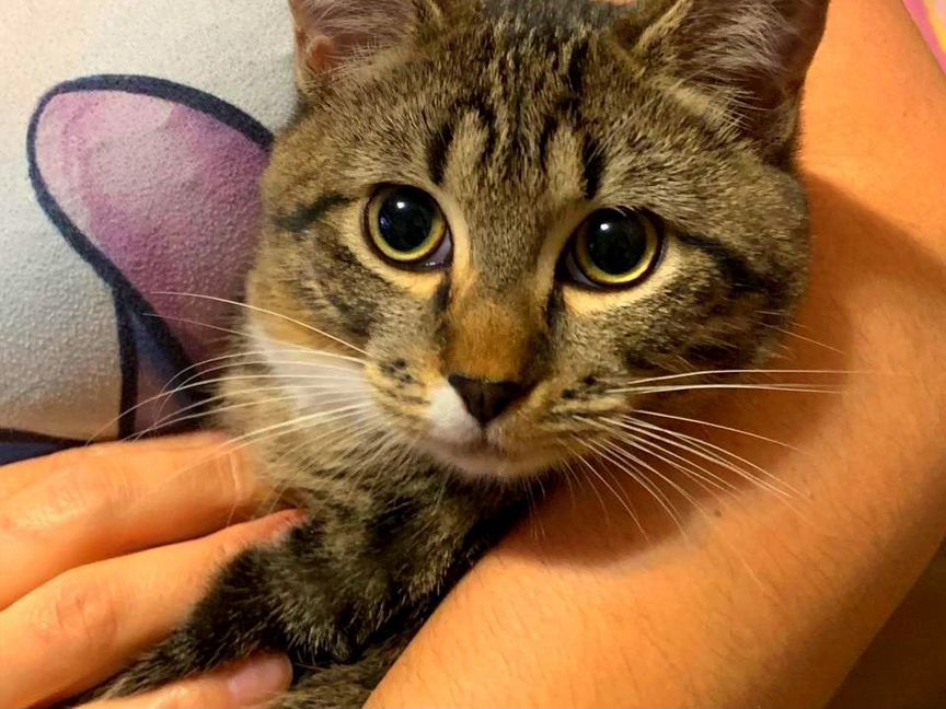 Борис ищет дом