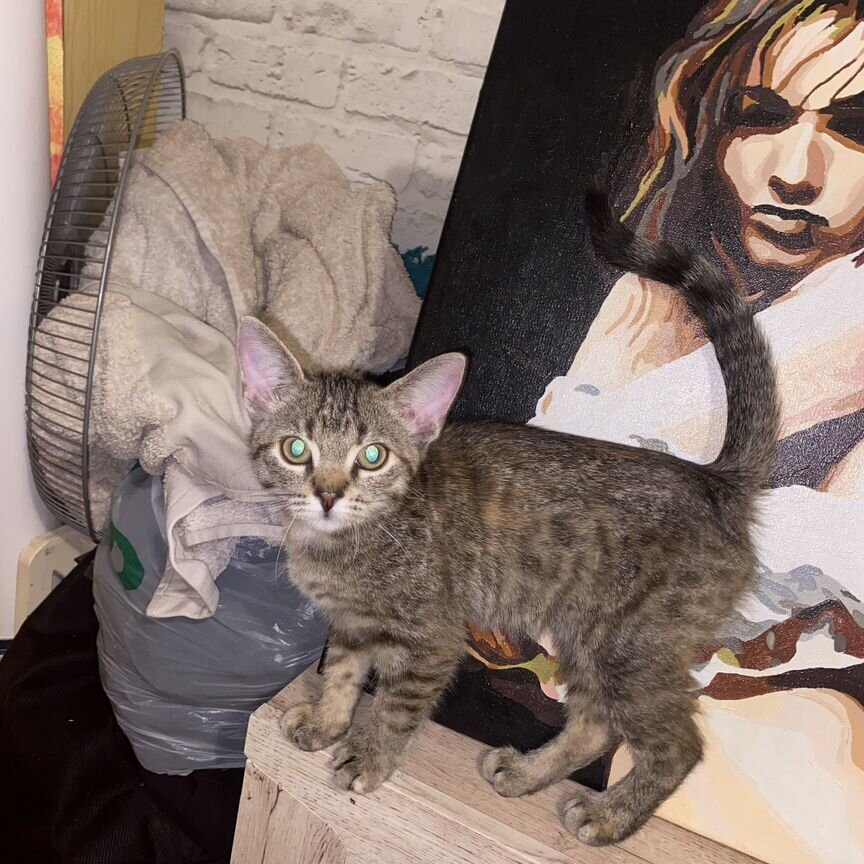 Котёнок бесплатно