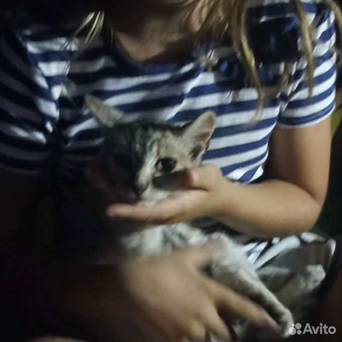 Отдам бесплатно, котëнка