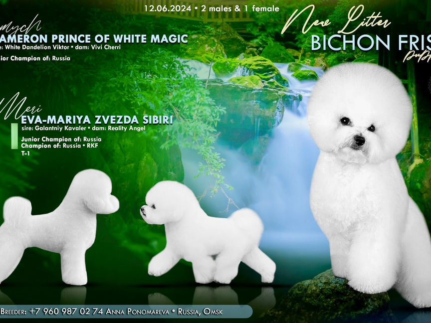 Бишон фризе щенки