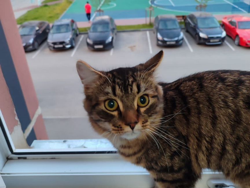 Кот