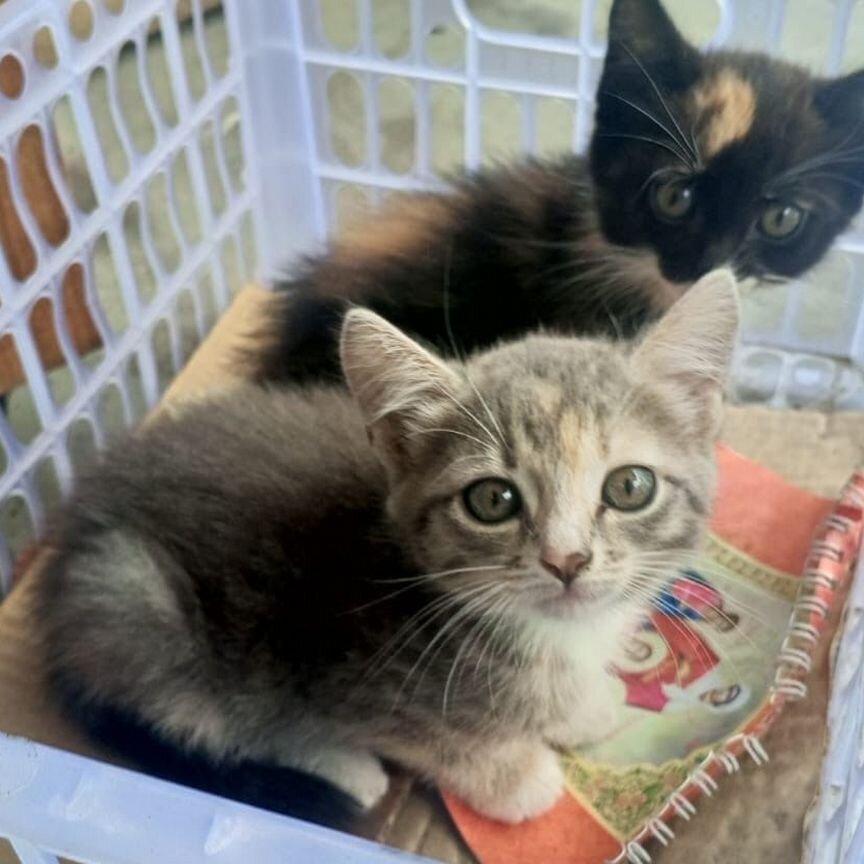 Котята в семью без маленьких детей