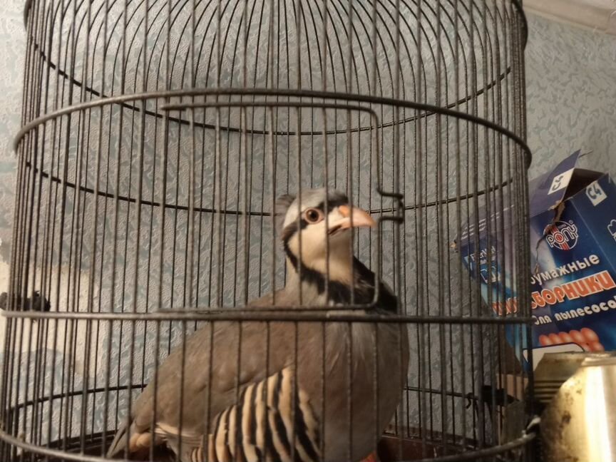 Куропатка девочка с яйцами