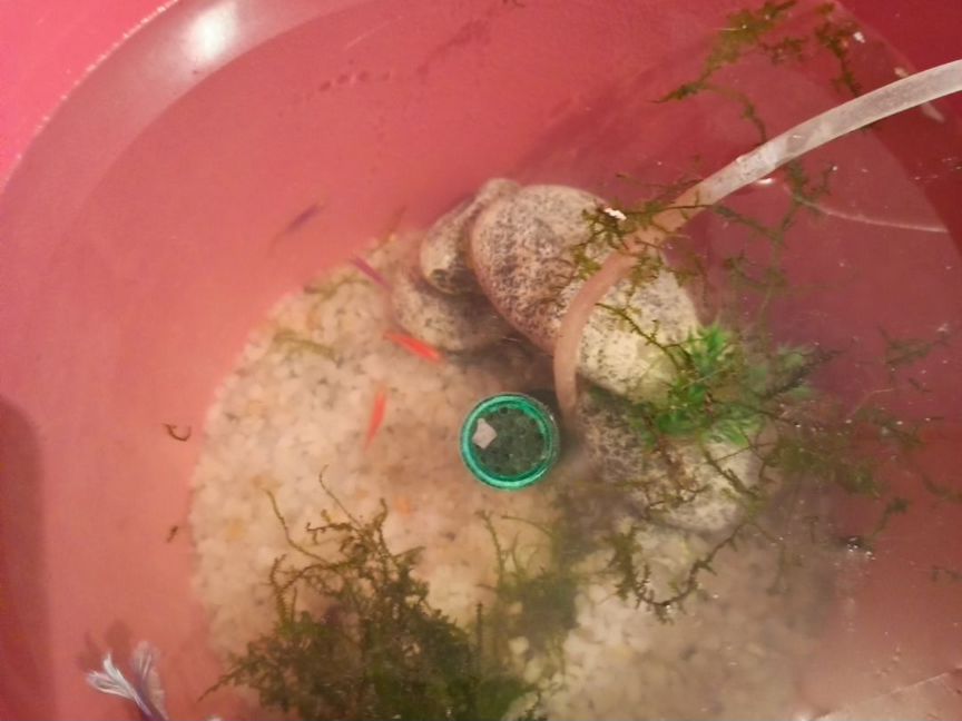 Аквариумные рыбы