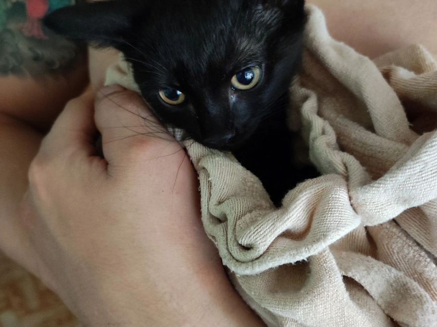 Черная кошка (котенок)