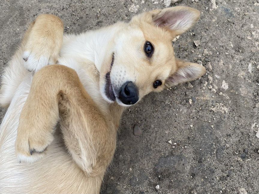 Щенок в добрые руки