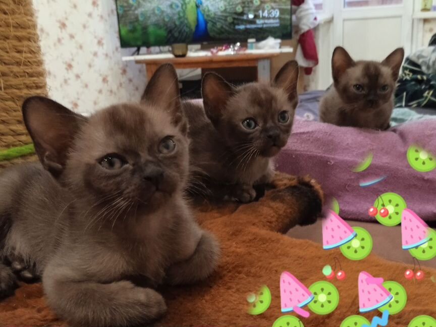 Девочка (бурма)