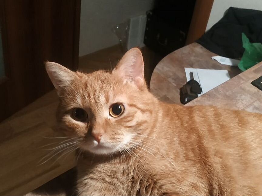 Кострированный кот. Для утех гуляющей кошки