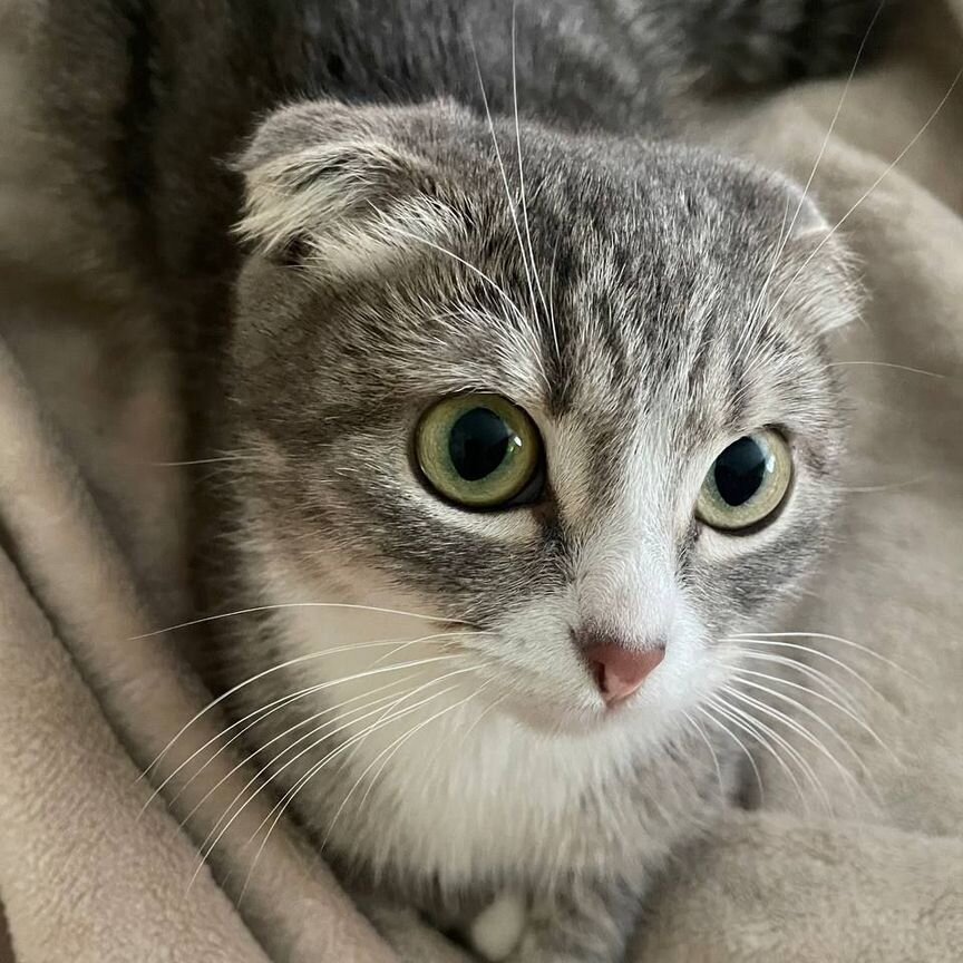 Шотландская вислоухая кошка