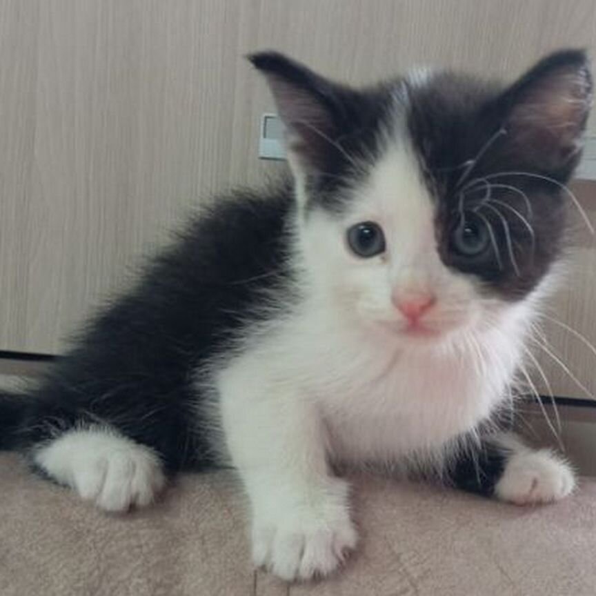 Отдам в хорошие руки котят