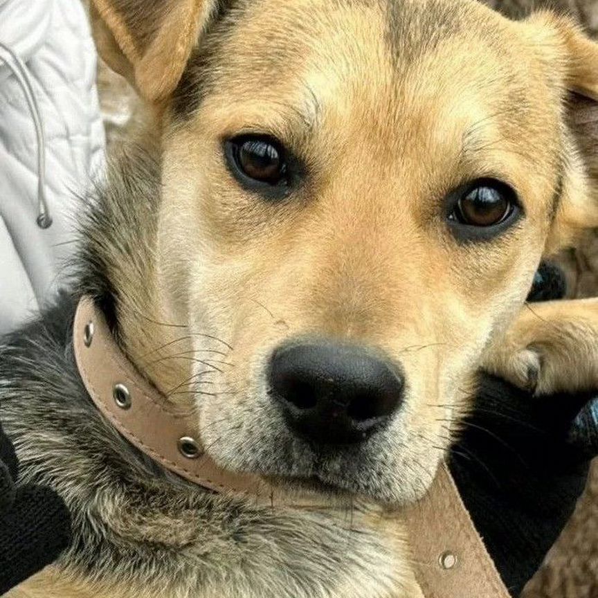 Щенок девочка в добрые руки