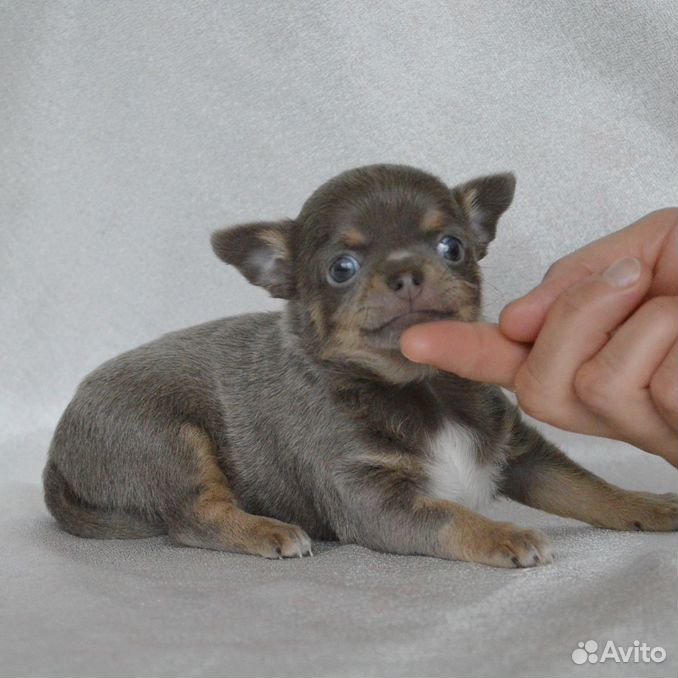 Короткошерстная лиловая куколка