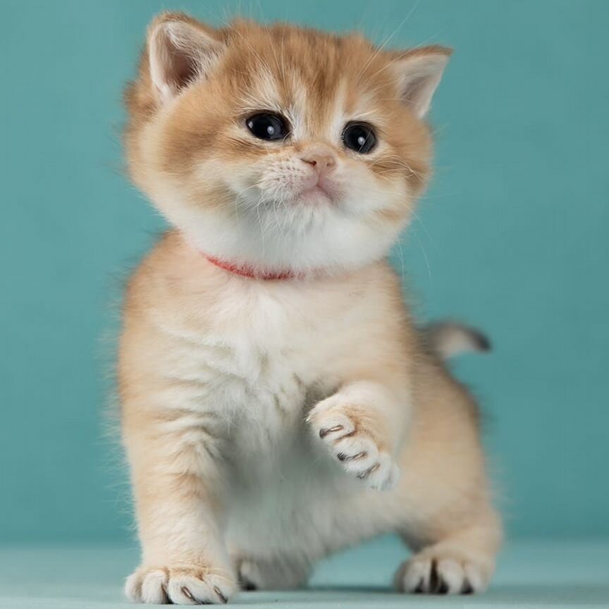 Котята золотые британские шиншиллы