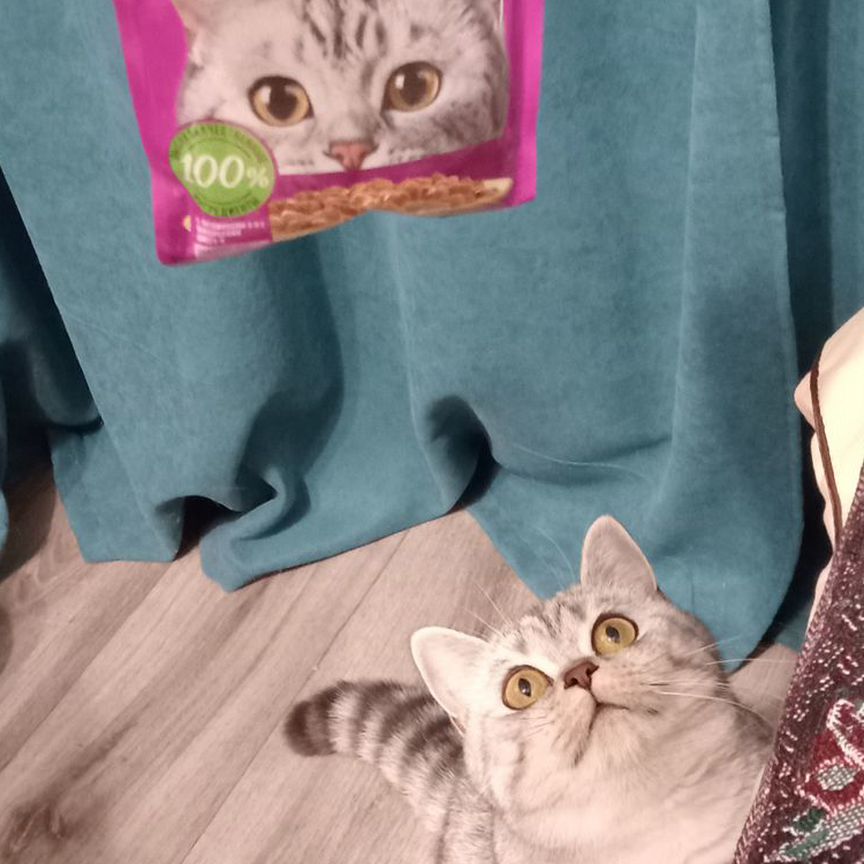 Отдам бесплатно в добрые руки Британскую кошечку