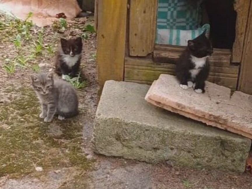 Котята брошены. Передержка или дом