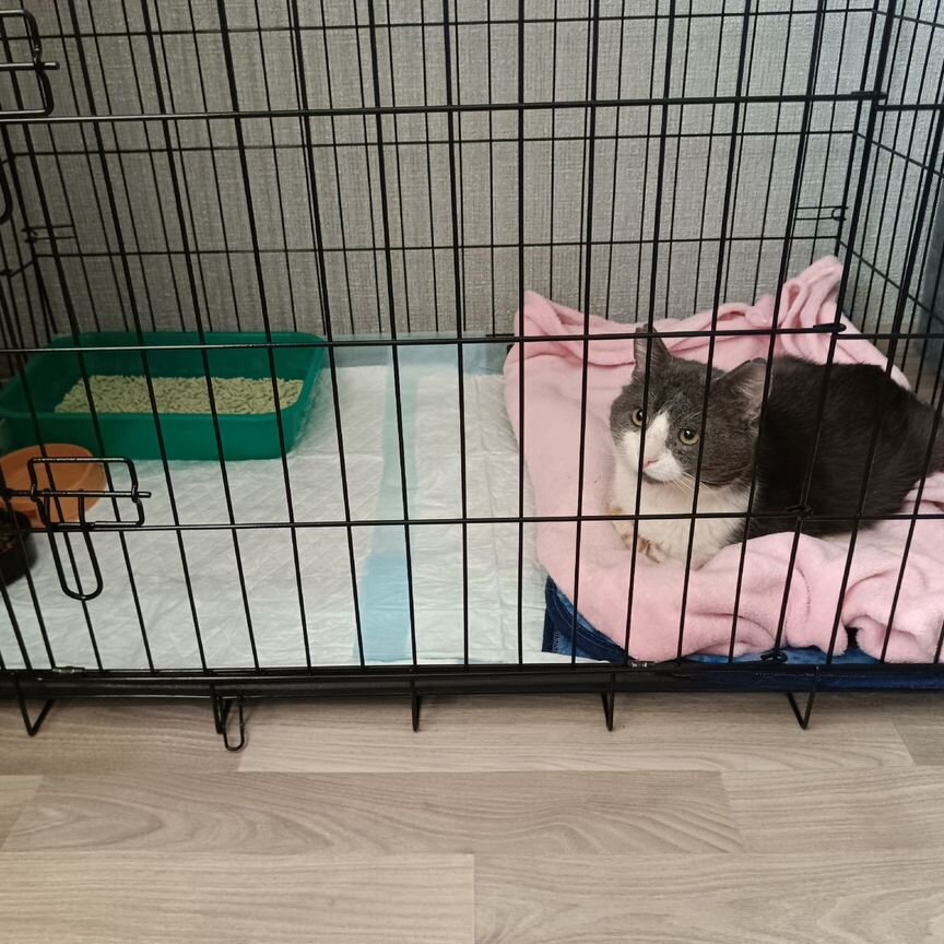 Котик Боб ищет дом или передержку
