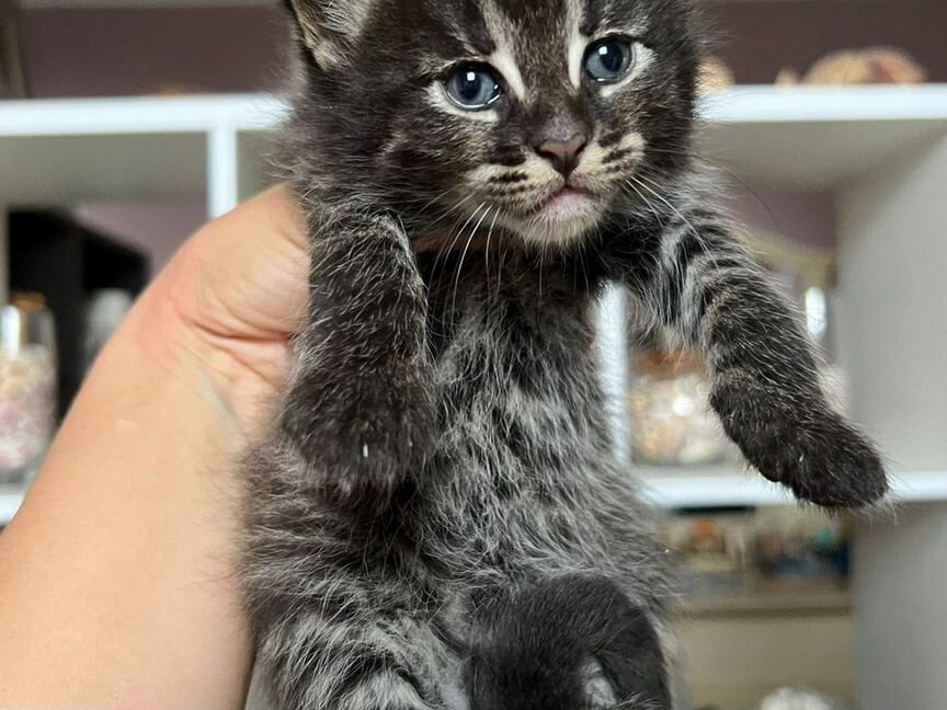 Амурские котята