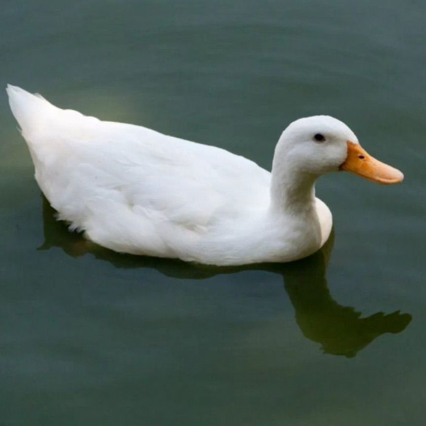 Утки живьем